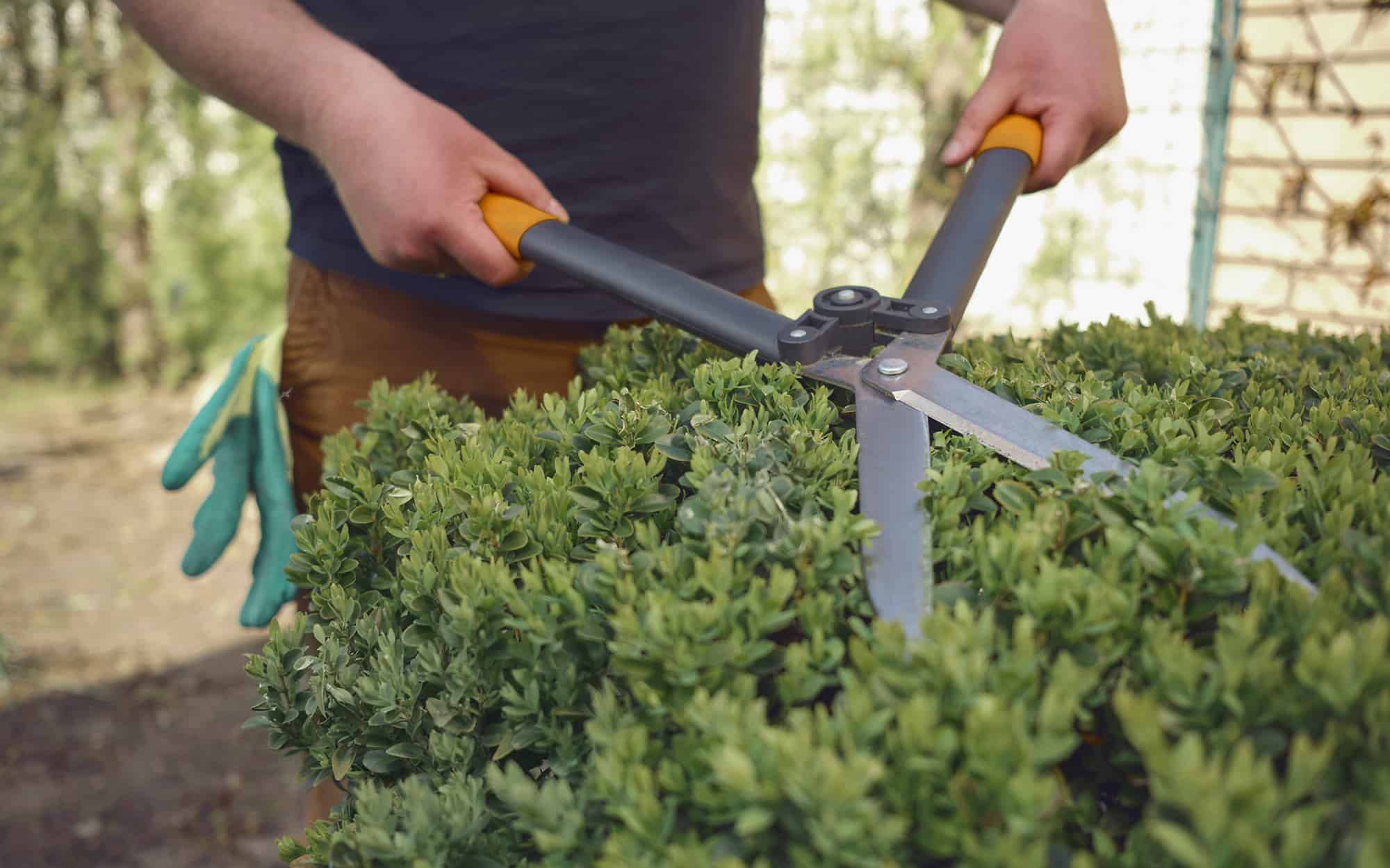 Pruning vs Trimming | Varsity, Inc.